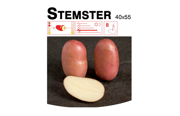 CAMPOCHEIO | STEMSTER FRANÇA 40x55 10 KG GERMICOPA | Agricultura