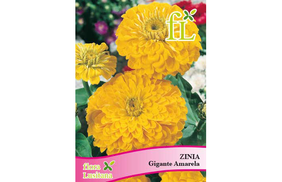 CAMPOCHEIO | ZINIA GIGANTE AMARELA 5GR | Jardim
