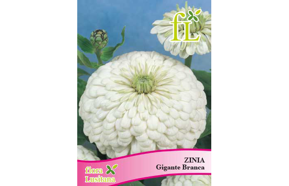 CAMPOCHEIO | ZINIA GIGANTE BRANCA 5GR | Jardim