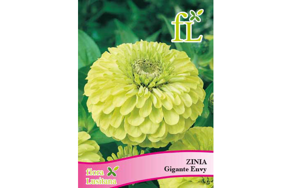 CAMPOCHEIO | ZINIA GIGANTE ENVY 5GR | Jardim