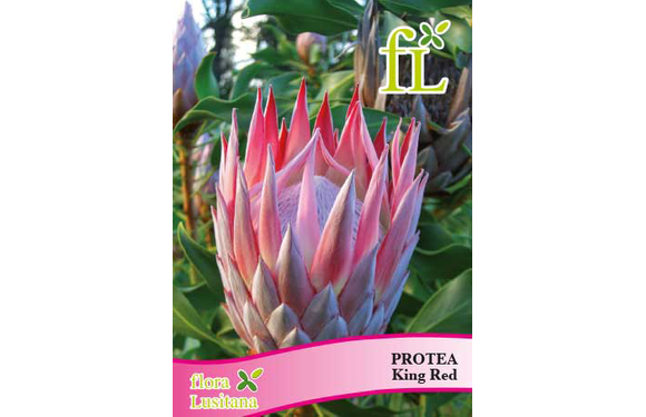 CAMPOCHEIO | PROTEA KING RED | Jardim