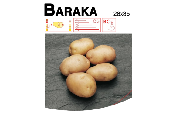 CAMPOCHEIO | BARAKA ESPANHA 28x35 25 KG SANTA ISABEL | Agricultura